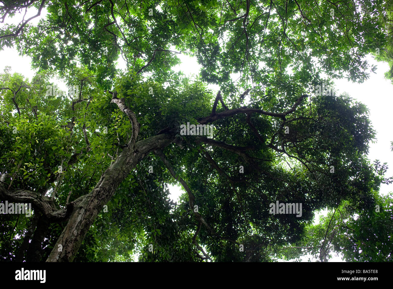 Looking up into the tree cupola Stock Photo - Alamy