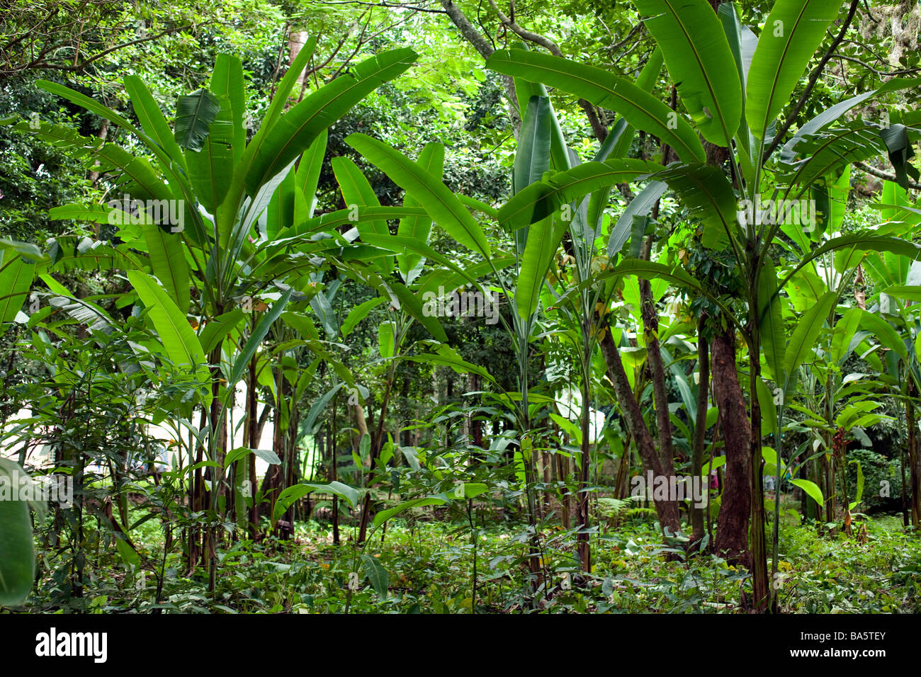 Group of banana trees Stock Photo - Alamy