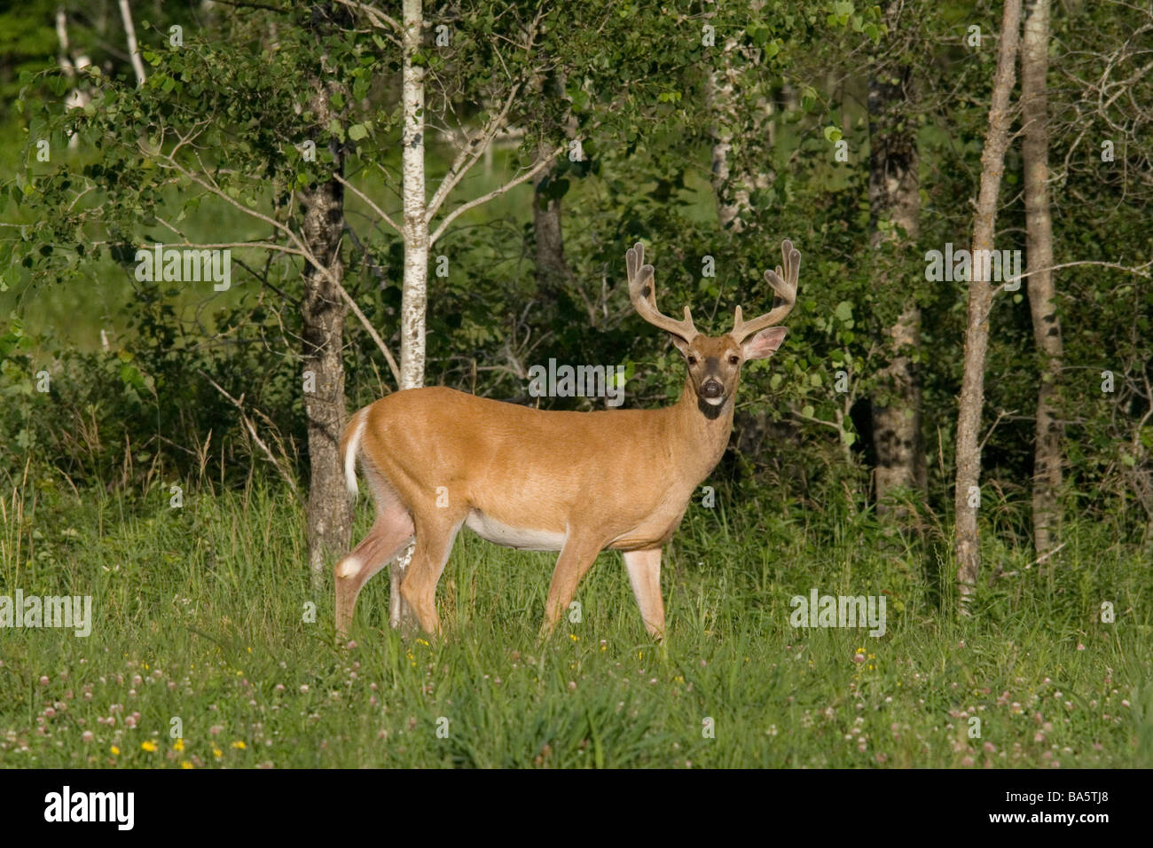 Summer swell hi-res stock photography and images - Alamy