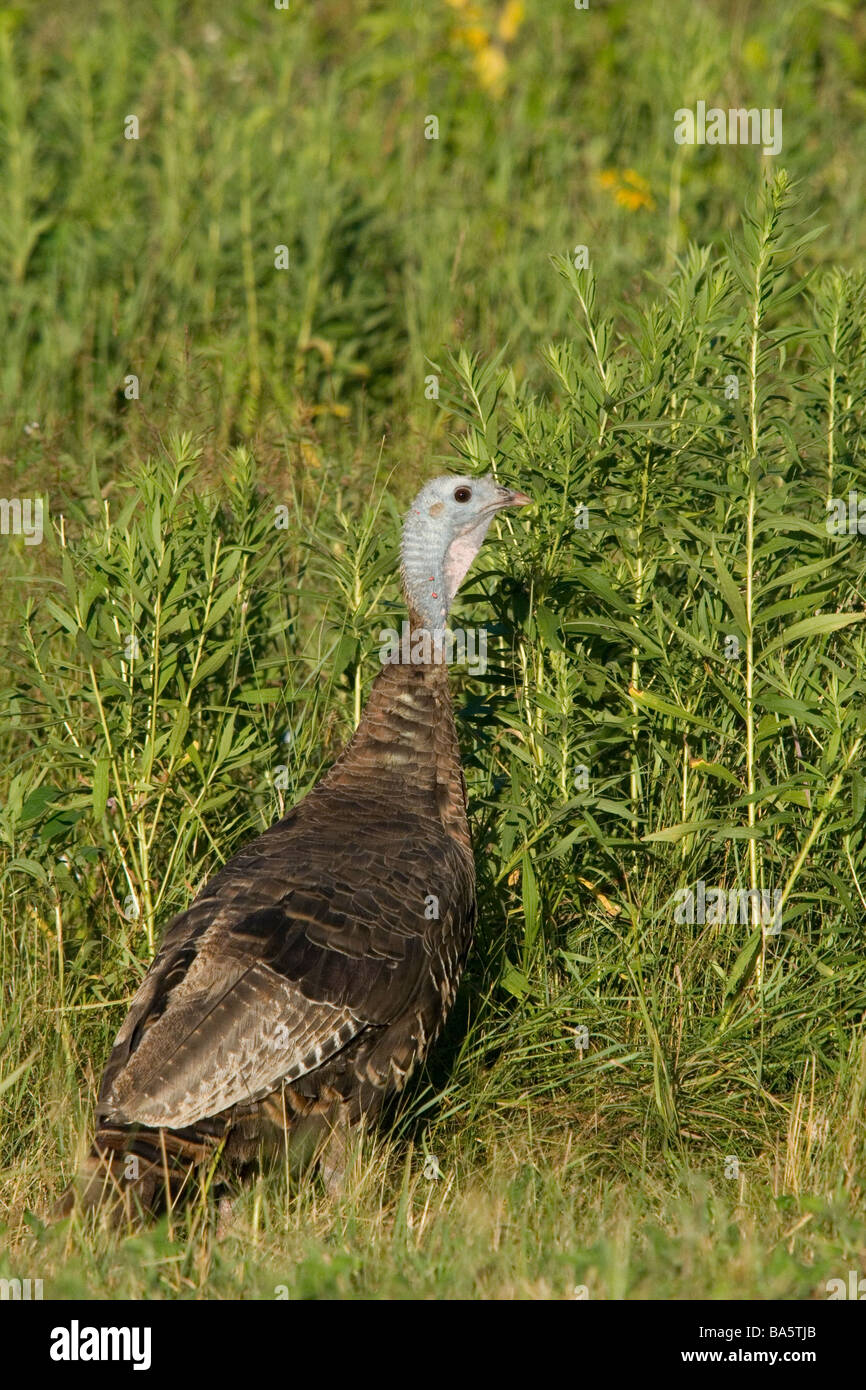 Eastern wild turkey - hen Stock Photo - Alamy