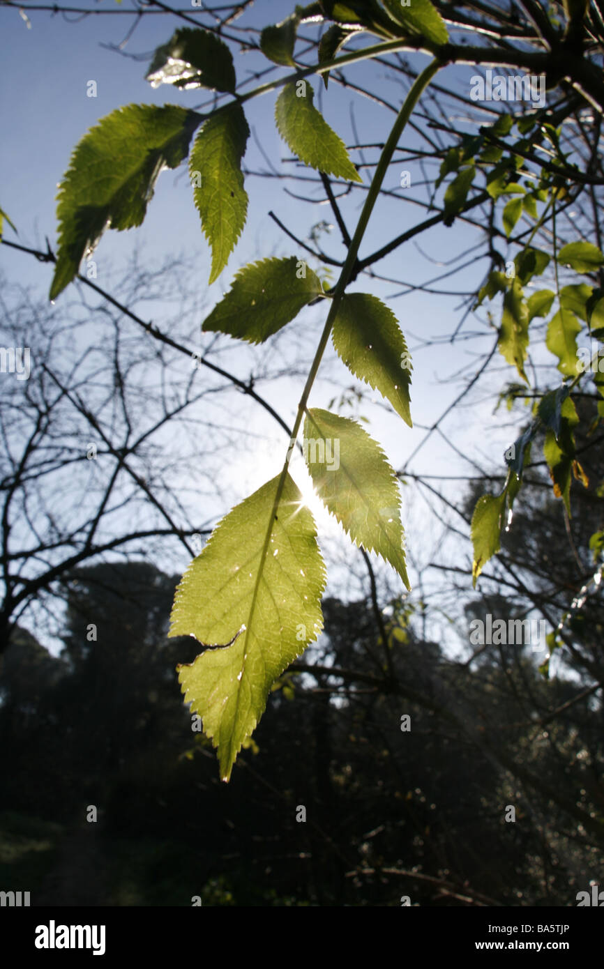 backlit new green leaves in morning sun inside dark forest Stock Photo ...