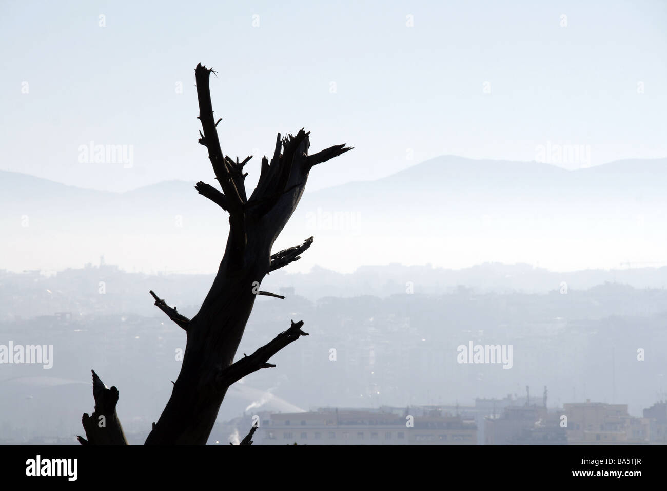 one old ragged tree top with rome and mountain range Stock Photo - Alamy