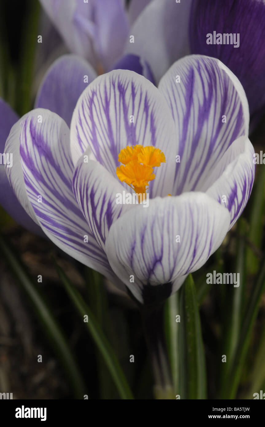 CROCUS FLOWERING IN SPRING Crocus longiflorus Scarsdale NY USA Stock ...