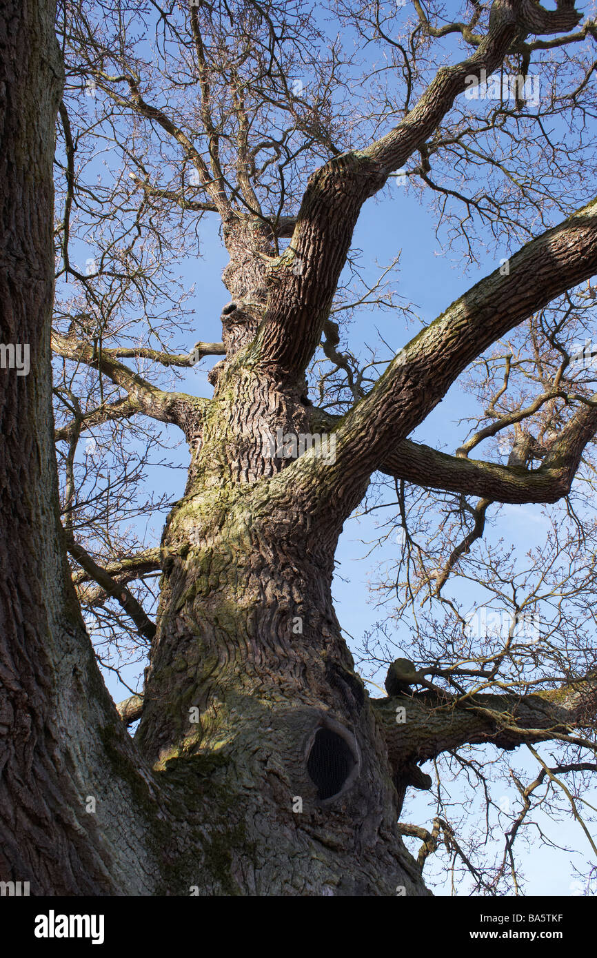 Old oak tree Stock Photo - Alamy
