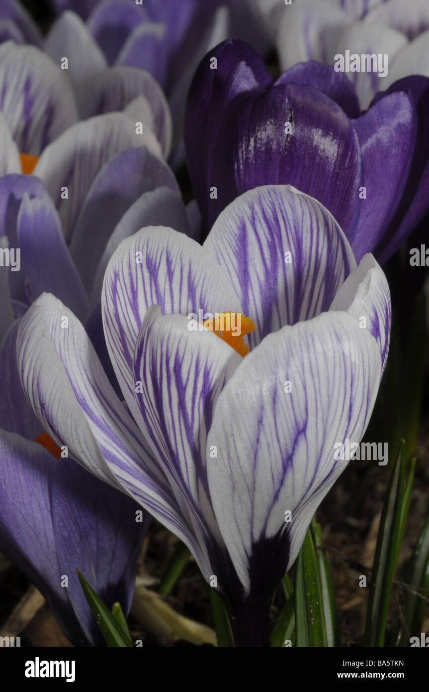 CROCUS FLOWERING IN SPRING Crocus longiflorus Scarsdale NY USA Stock ...