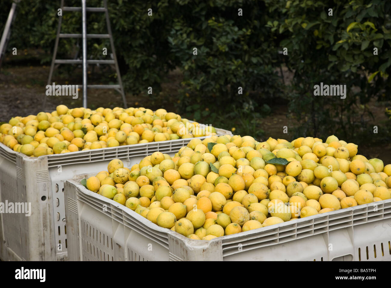 Harvested 'Lisbon' Lemons in field bins Stock Photo - Alamy