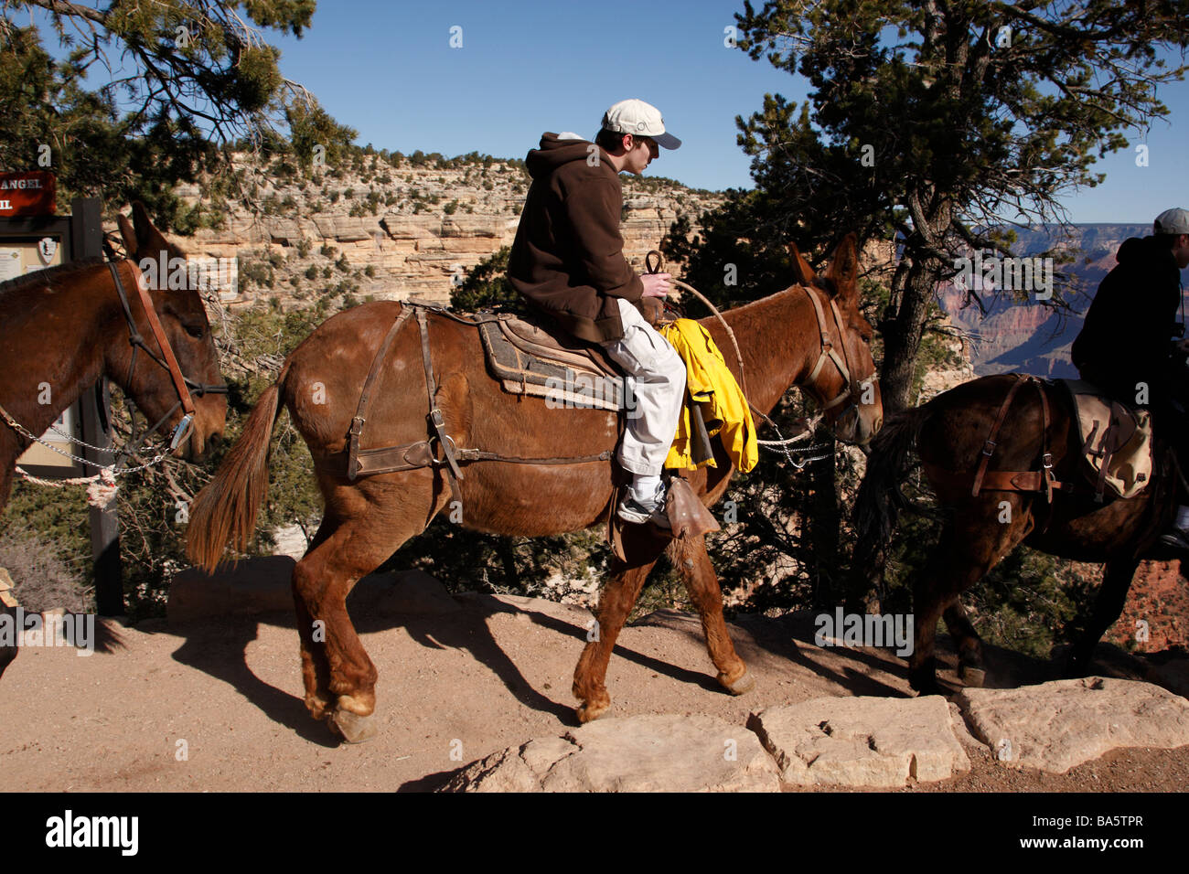 tourists on a mule ride at the start of the bright angel trail grand ...