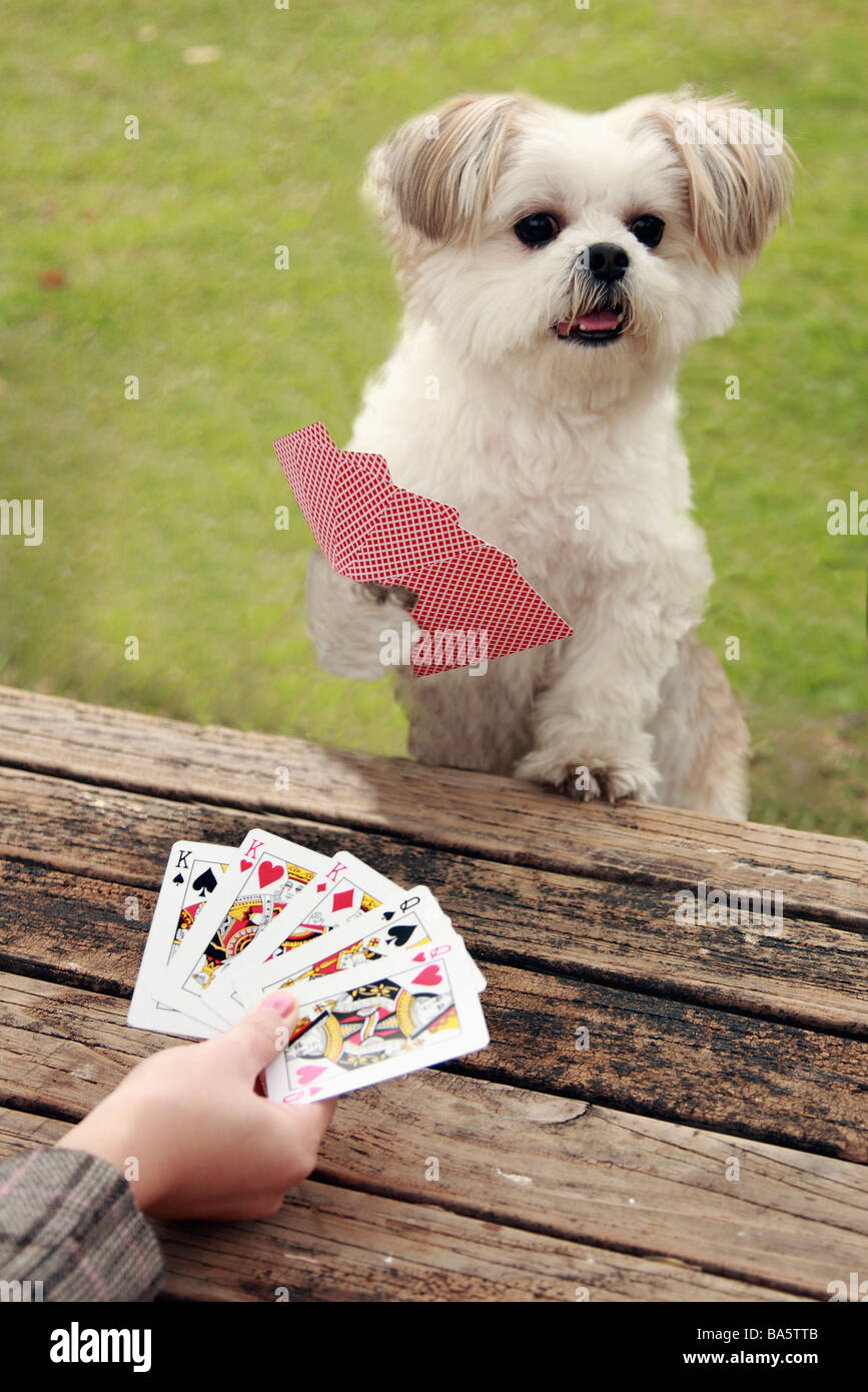Dog playing card Stock Photo - Alamy