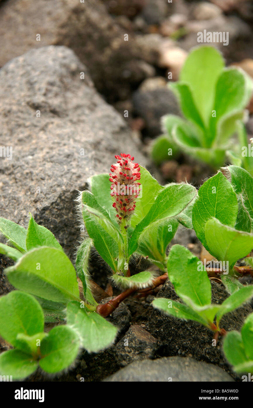 Arctic willow hi-res stock photography and images - Alamy