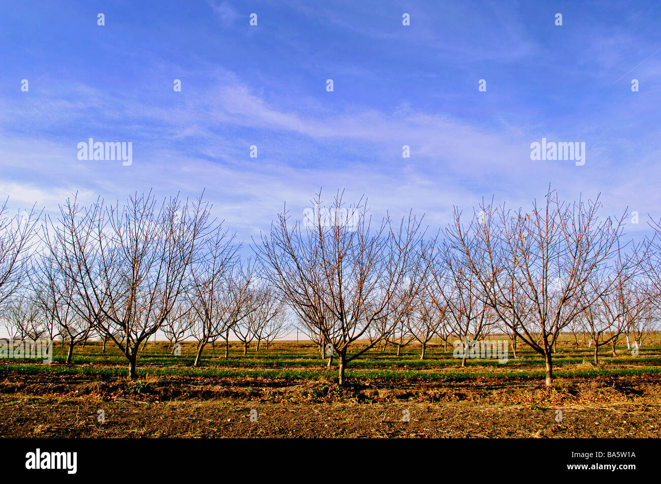Fruit orchard in the middle of winter on a clear day Stock Photo - Alamy