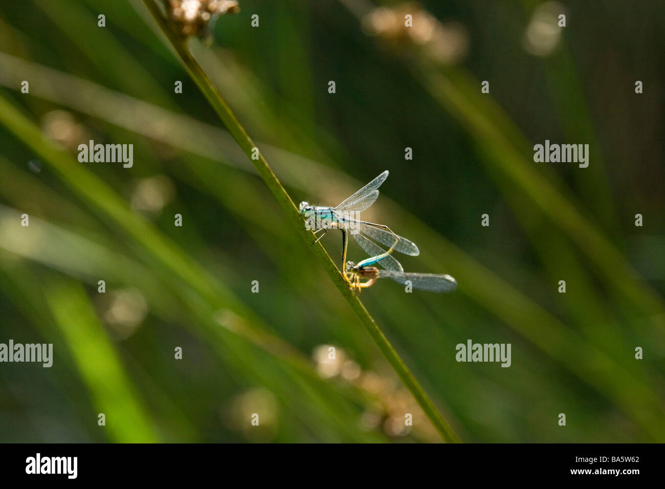 Mating damselflies hi-res stock photography and images - Alamy