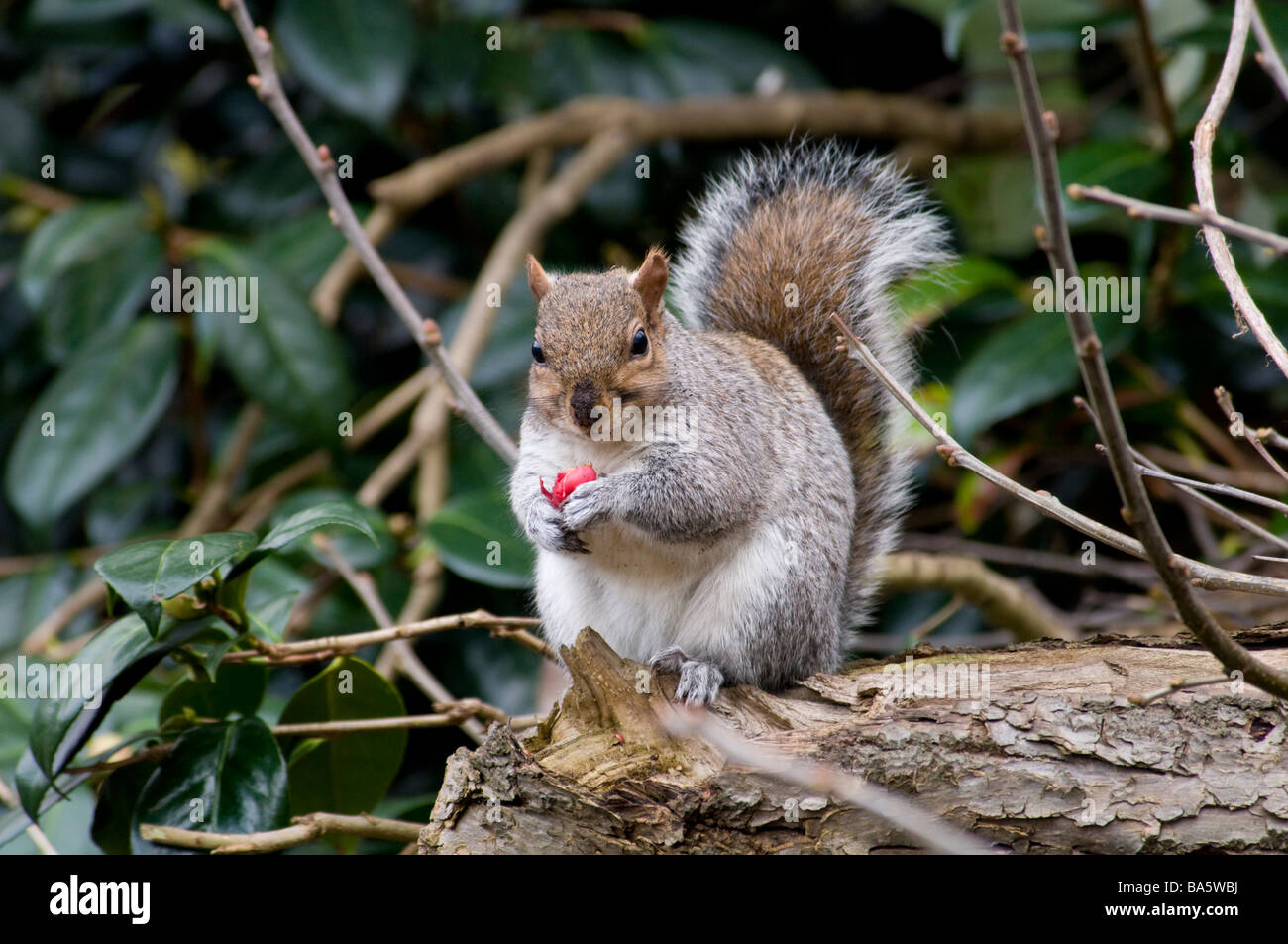 Scampering Squirrel High Resolution Stock Photography and Images - Alamy