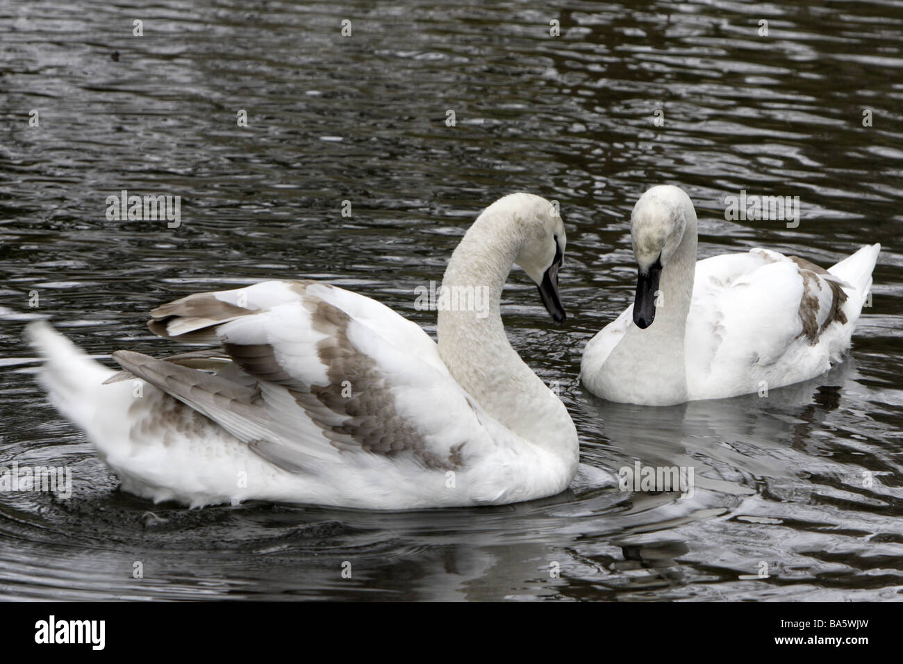 Cygnets ready for a fight Stock Photo - Alamy