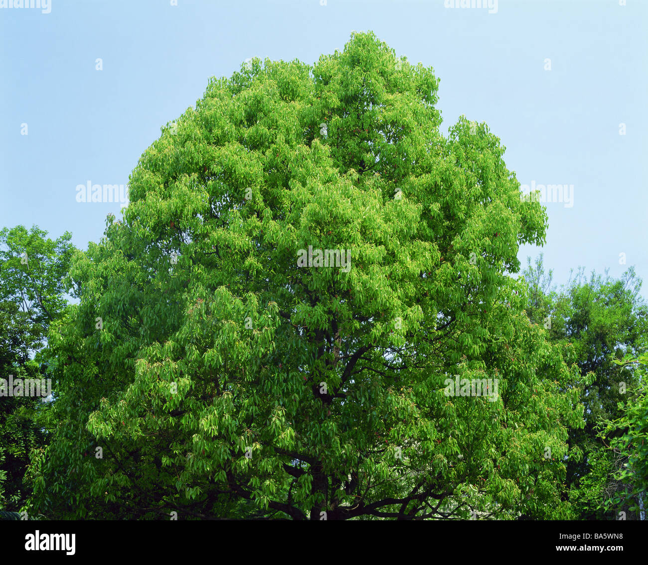 Camphor tree cinnamomum camphora hi-res stock photography and images ...