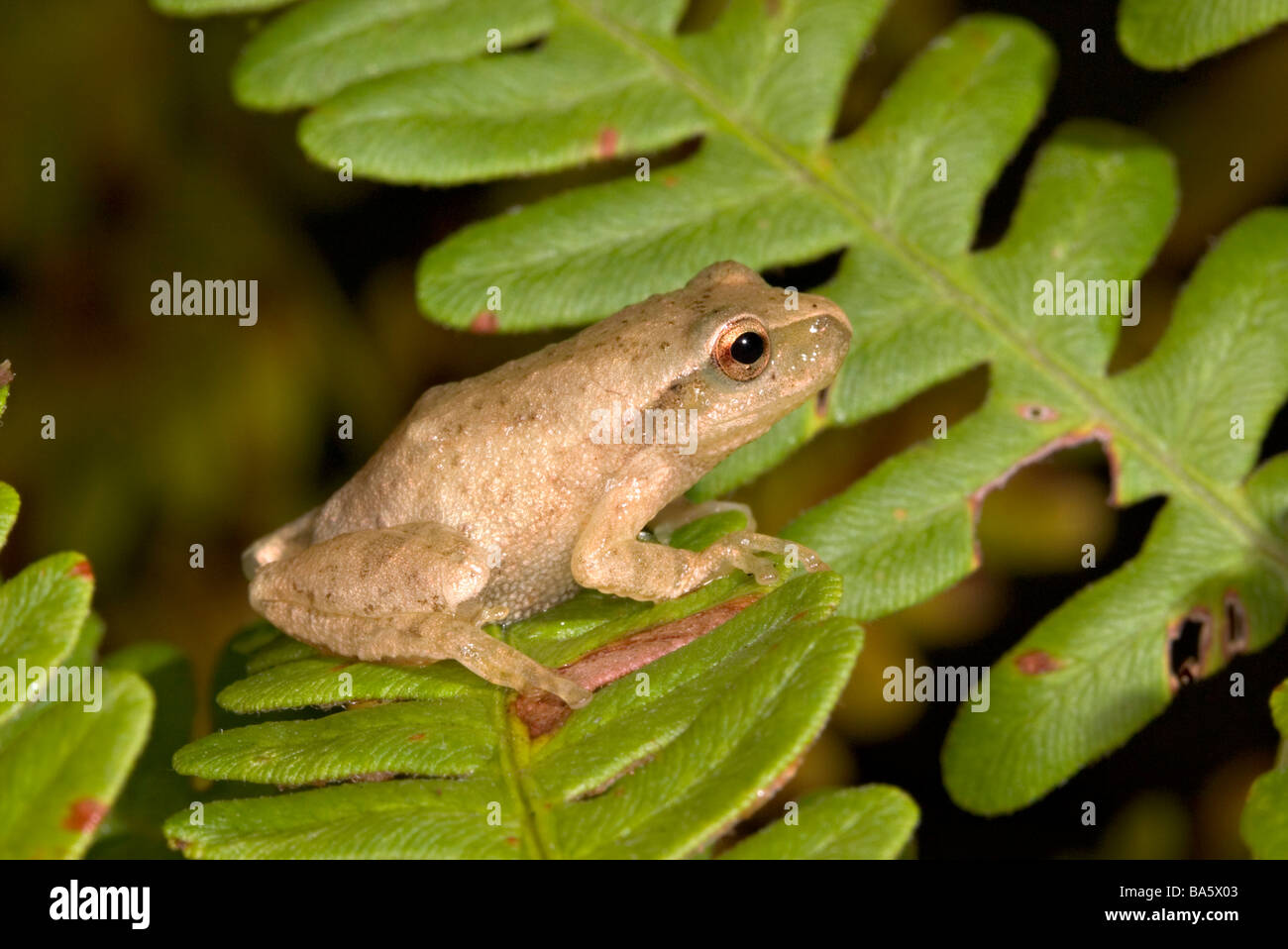 Peeper jump hi-res stock photography and images - Alamy