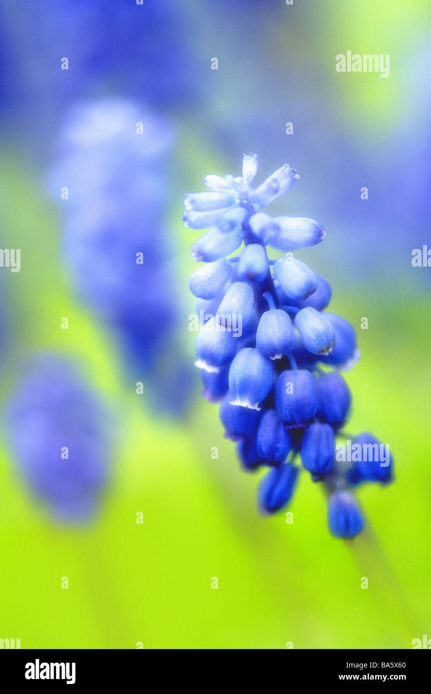 Grape-hyacinth Muscari racemosum detail blooms plant flower lily-plant ...
