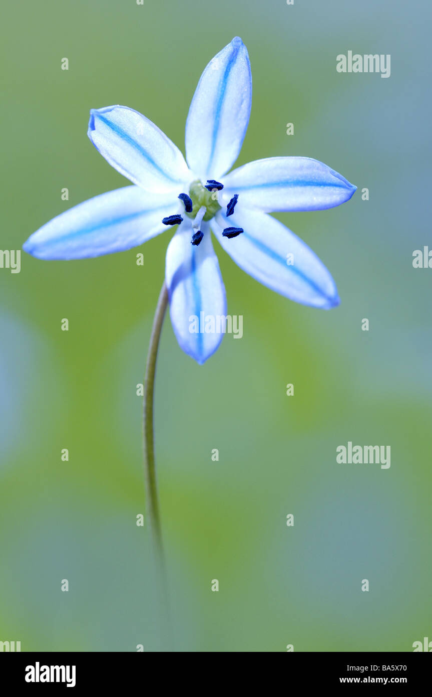 Flowers Siberian blue-star Scilla sibirica bloom blue plant lily-plant ...