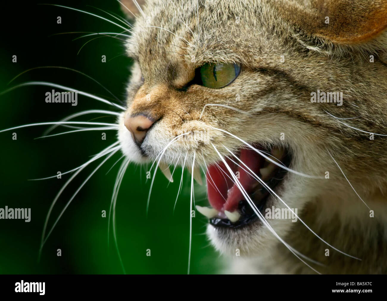 Scottish Wildcat (Felis sylvestris) snarling Stock Photo - Alamy