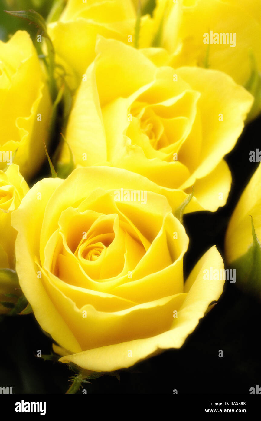 Rose flowers plants hi-res stock photography and images - Alamy