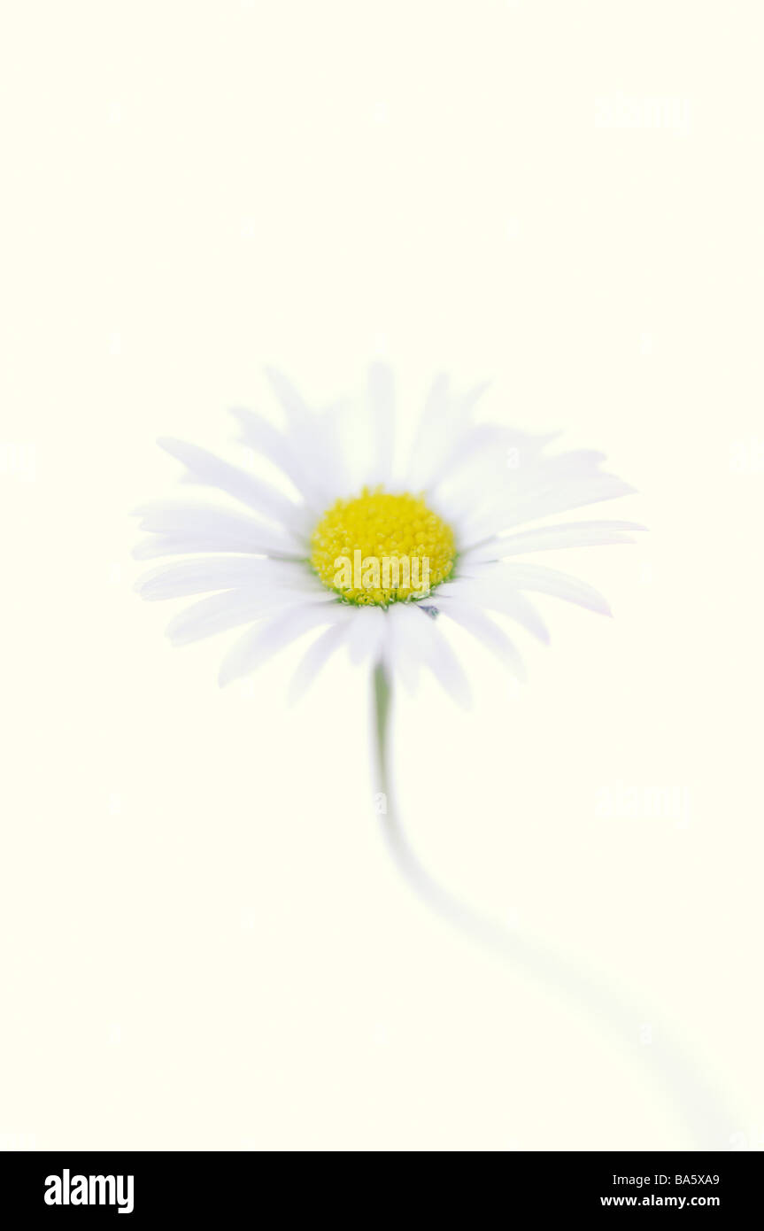 Daisy Leucanthemum vulgare detail bloom plant flower daisy-bloom ...
