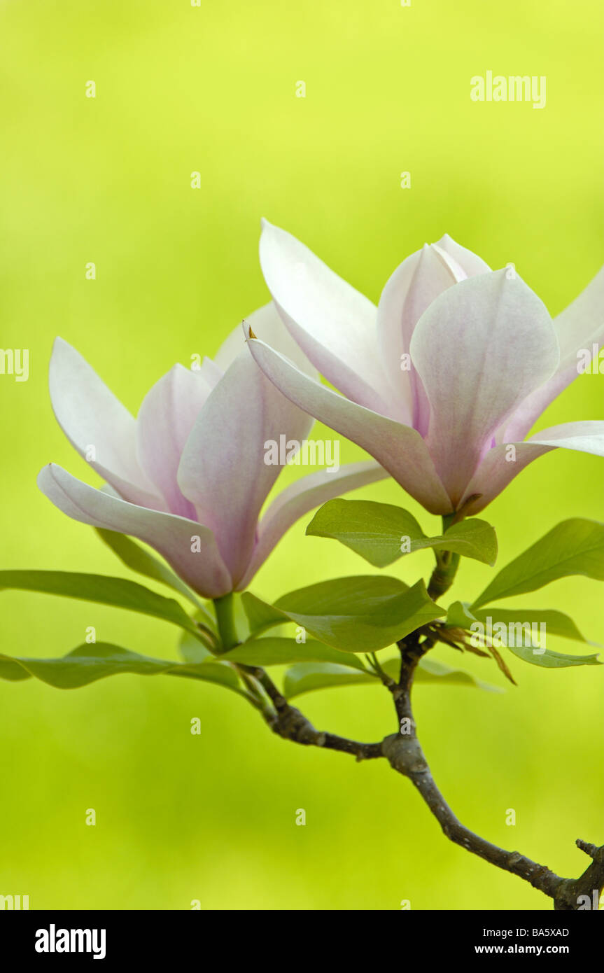 Magnolia-tree "Darell Dean" Magnolia spec. Branch detail blooms plant ...