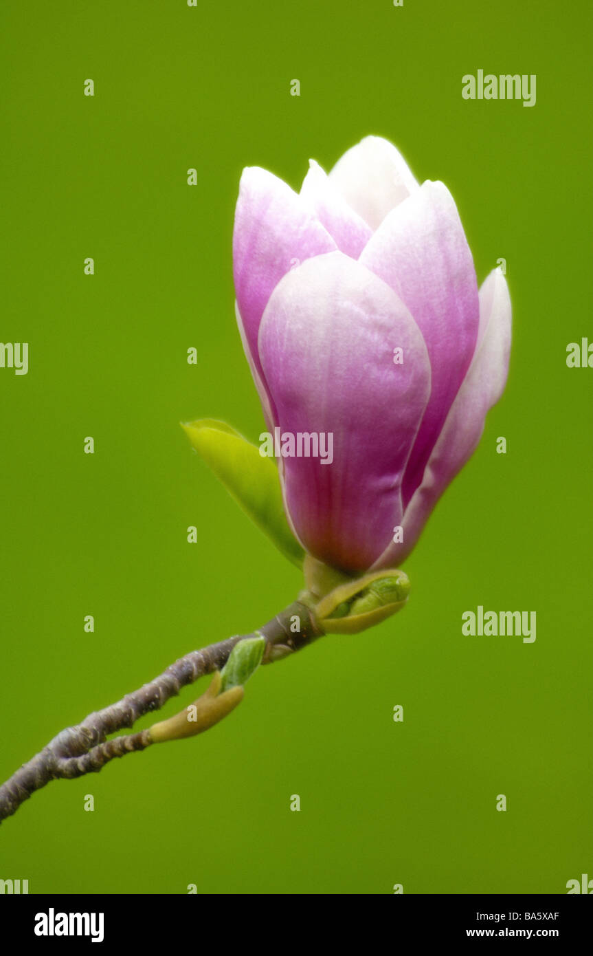 Magnolia-tree "Rustica Rubra" Magnolia spec. Branch detail bloom plant ...