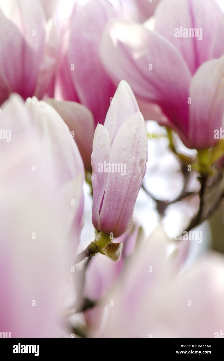 Magnolia-tree "Darell Dean" Magnolia spec. Branch detail blooms plant ...