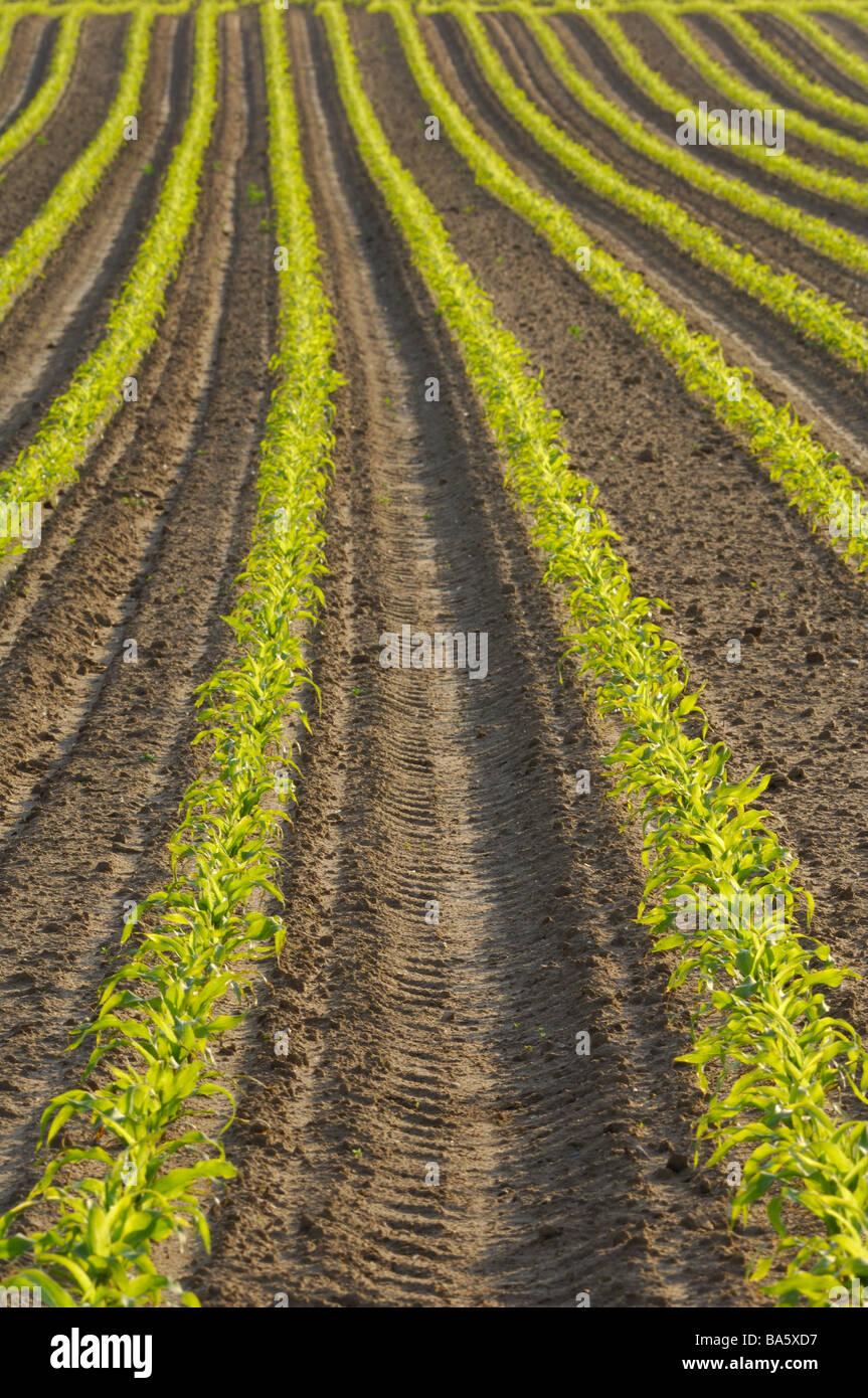 Cornfield detail corn-plants young grain-field grain-field cultivation ...