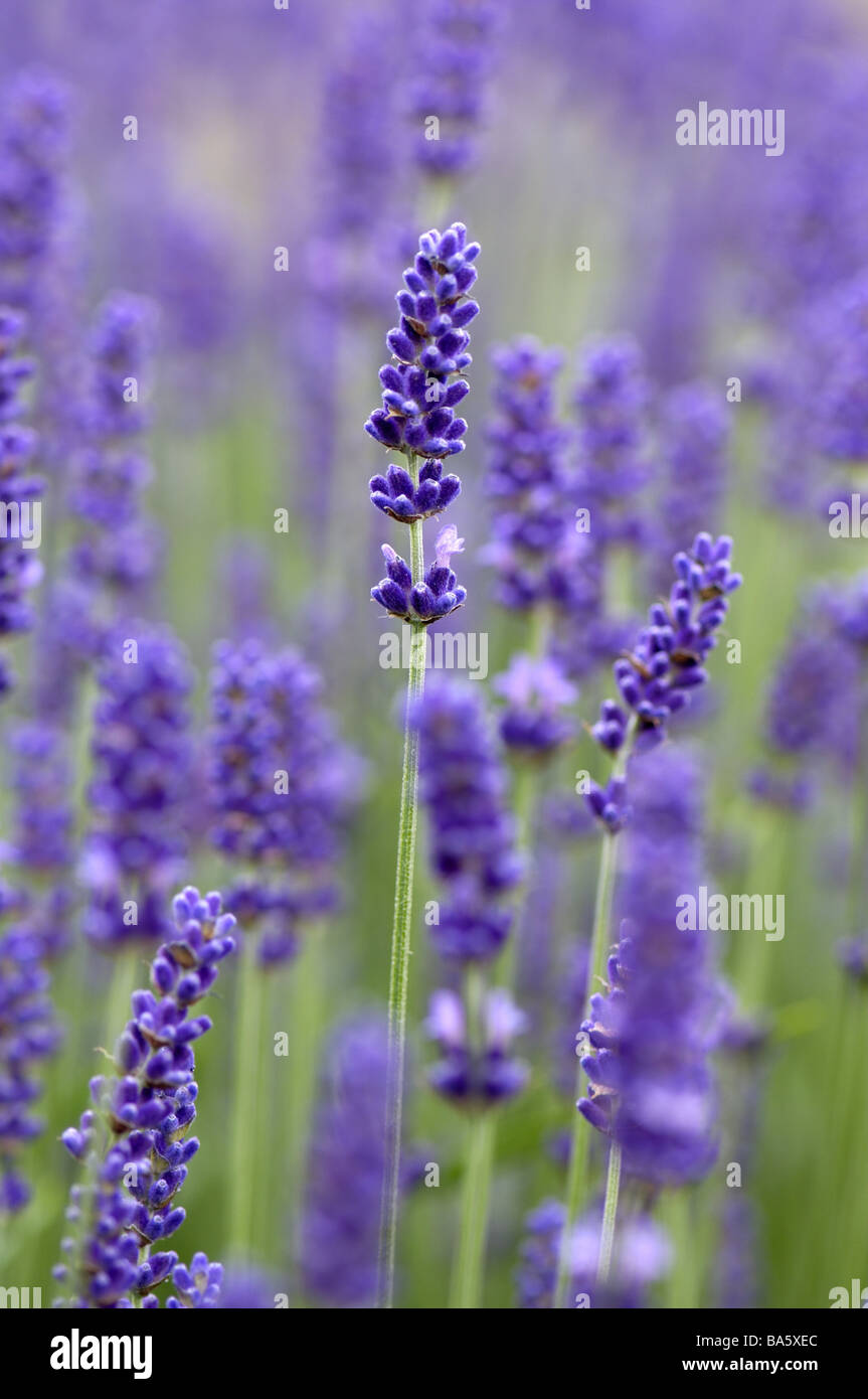 Flowers real lavender Lavandula angustifolia detail blooms series ...
