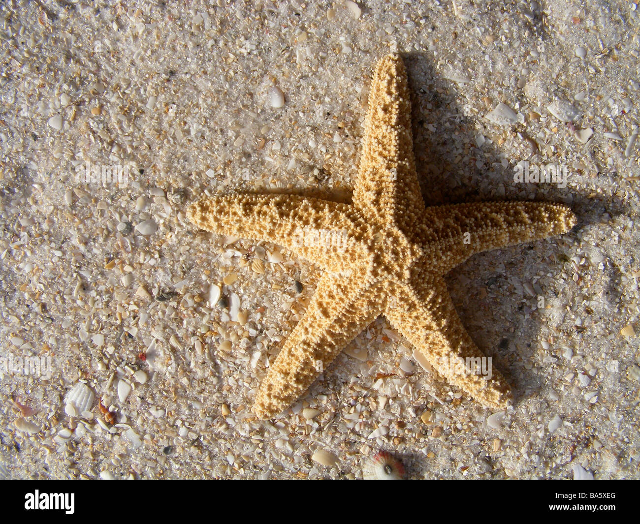 Starfish skeleton hi-res stock photography and images - Alamy