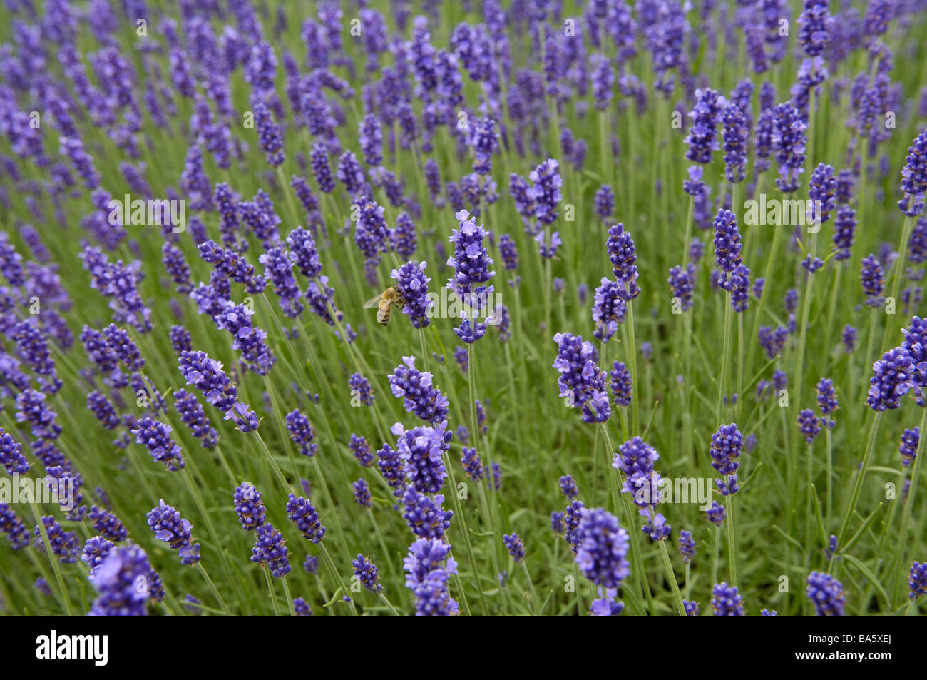 Flowers real lavender Lavandula angustifolia detail blooms from above ...