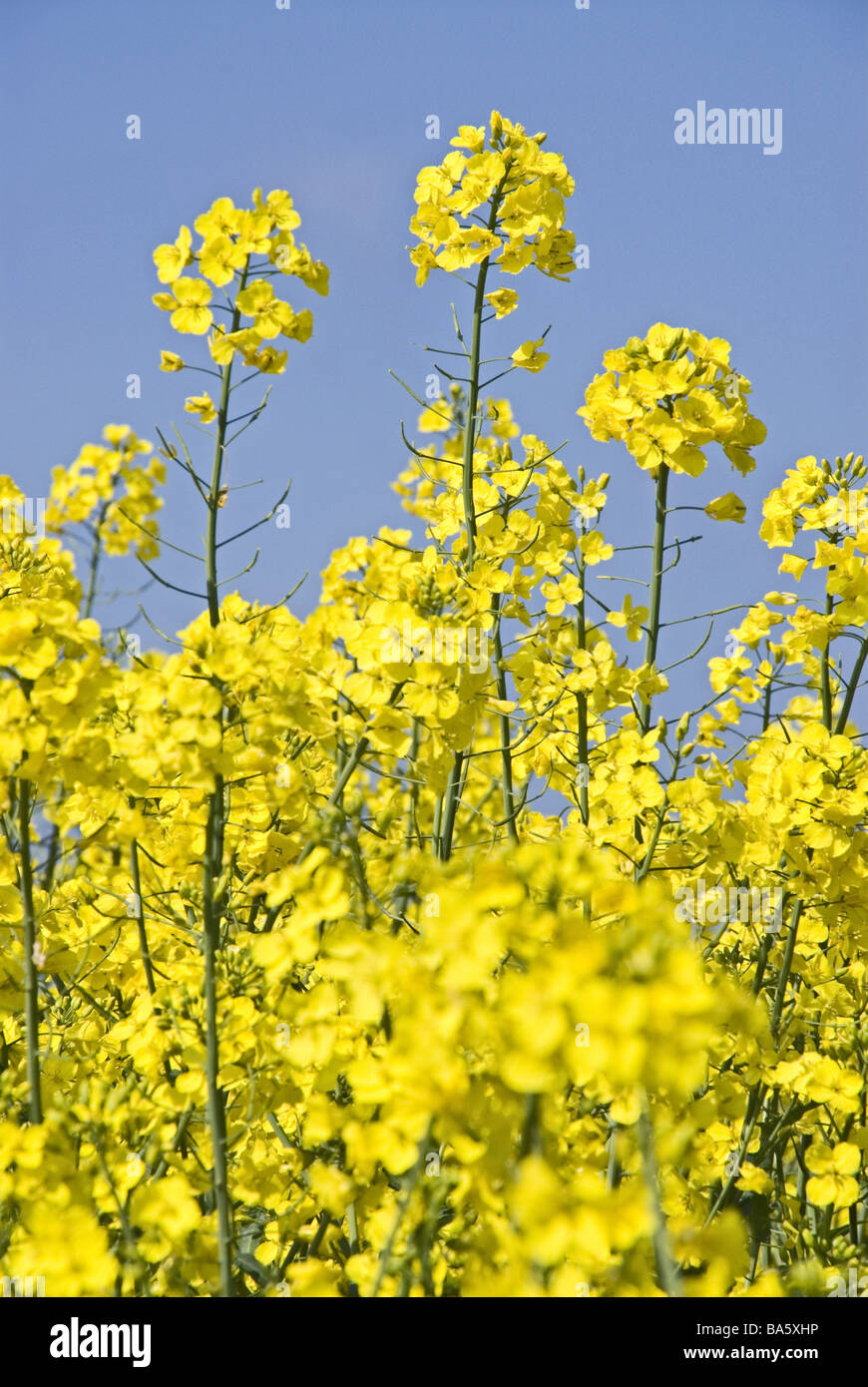 Rap-field detail nature field economy agriculture field-economy ...