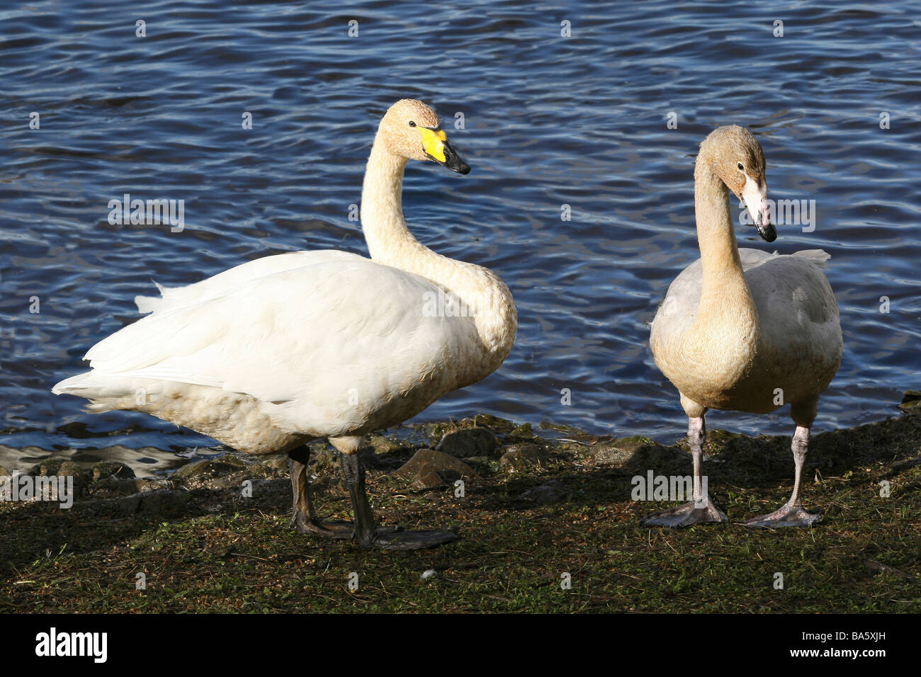 Cygnet standing hi-res stock photography and images - Alamy
