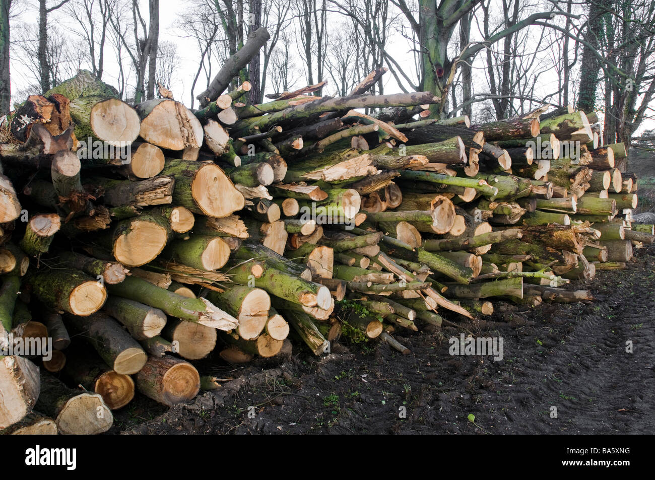 Stacked tree trunks ready for removal during a tree conservation ...