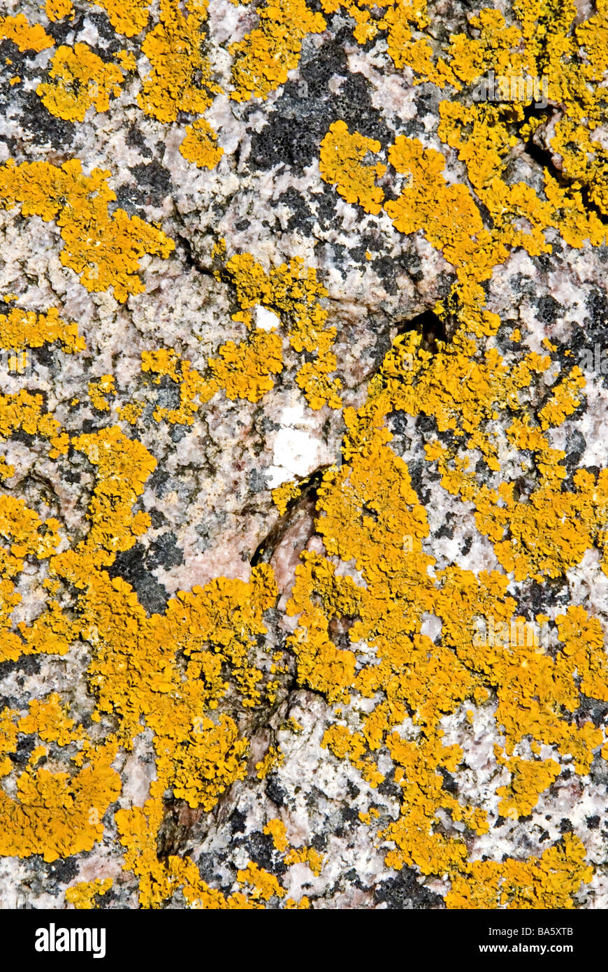 Stone structures lichens close-up Nature vegetation botany plant crust ...