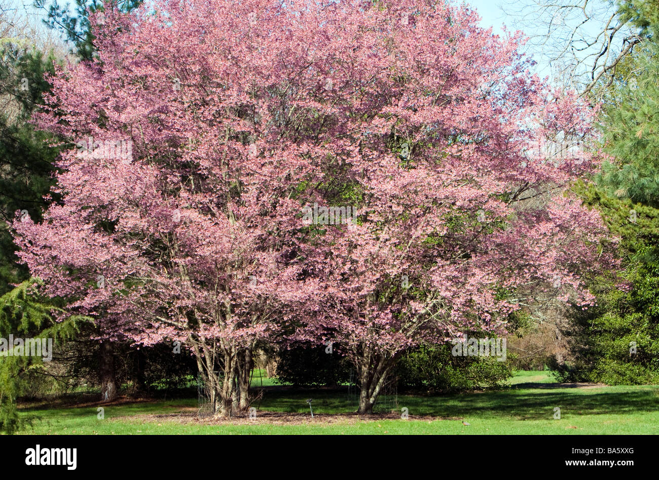 Okame cherry tree hi-res stock photography and images - Alamy