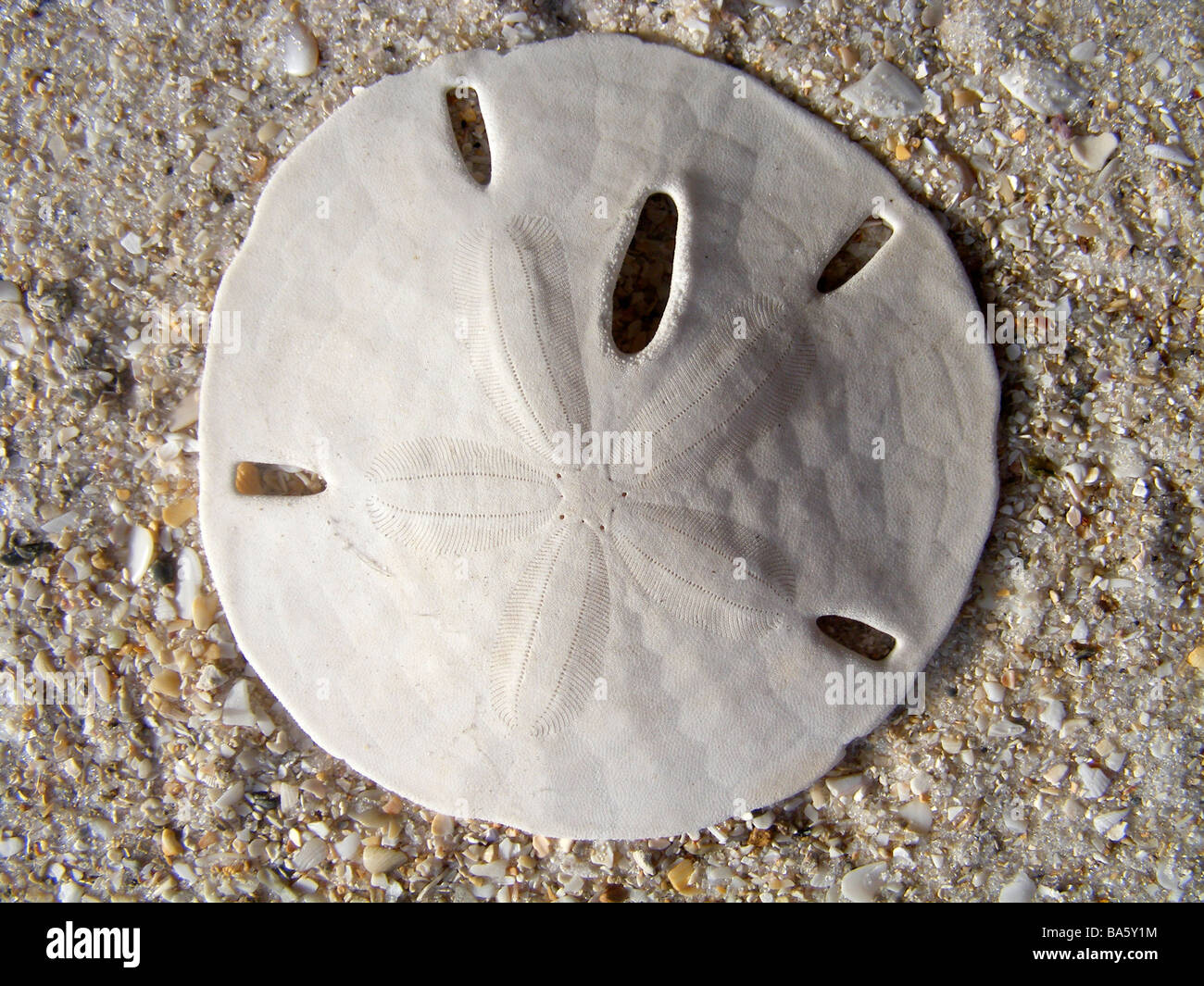 sand dollar on beach Stock Photo - Alamy