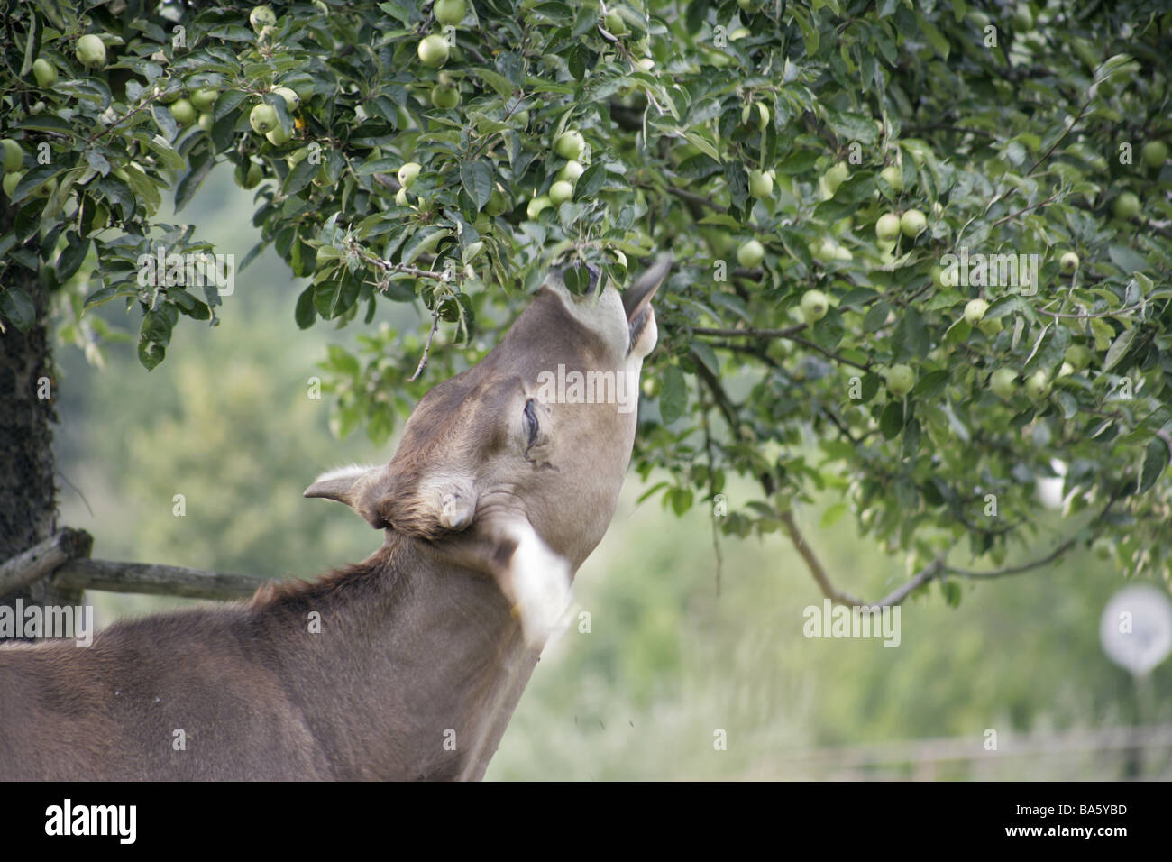 Pasture calf apple tree fruits detail eats animal mammal usefulness ...
