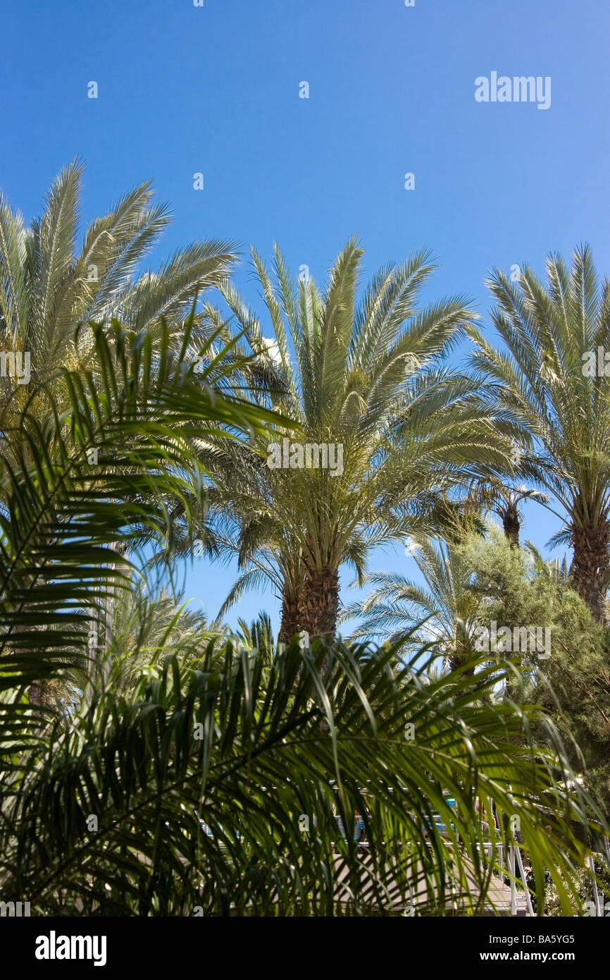 Palm Trees, Gran Canaria. Canary Islands Stock Photo - Alamy