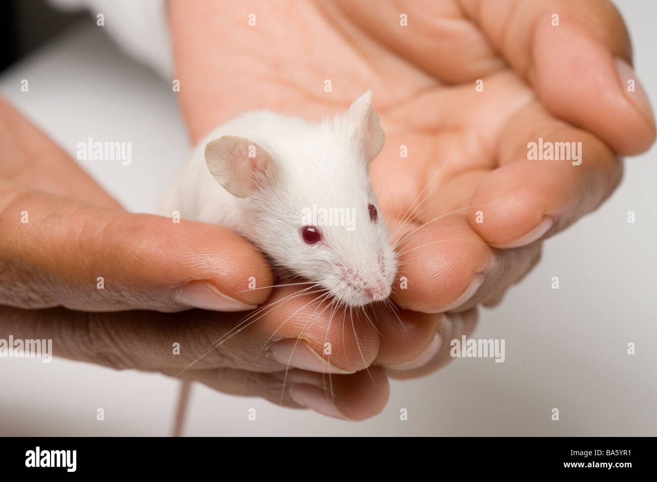 White lab mice hi-res stock photography and images - Alamy