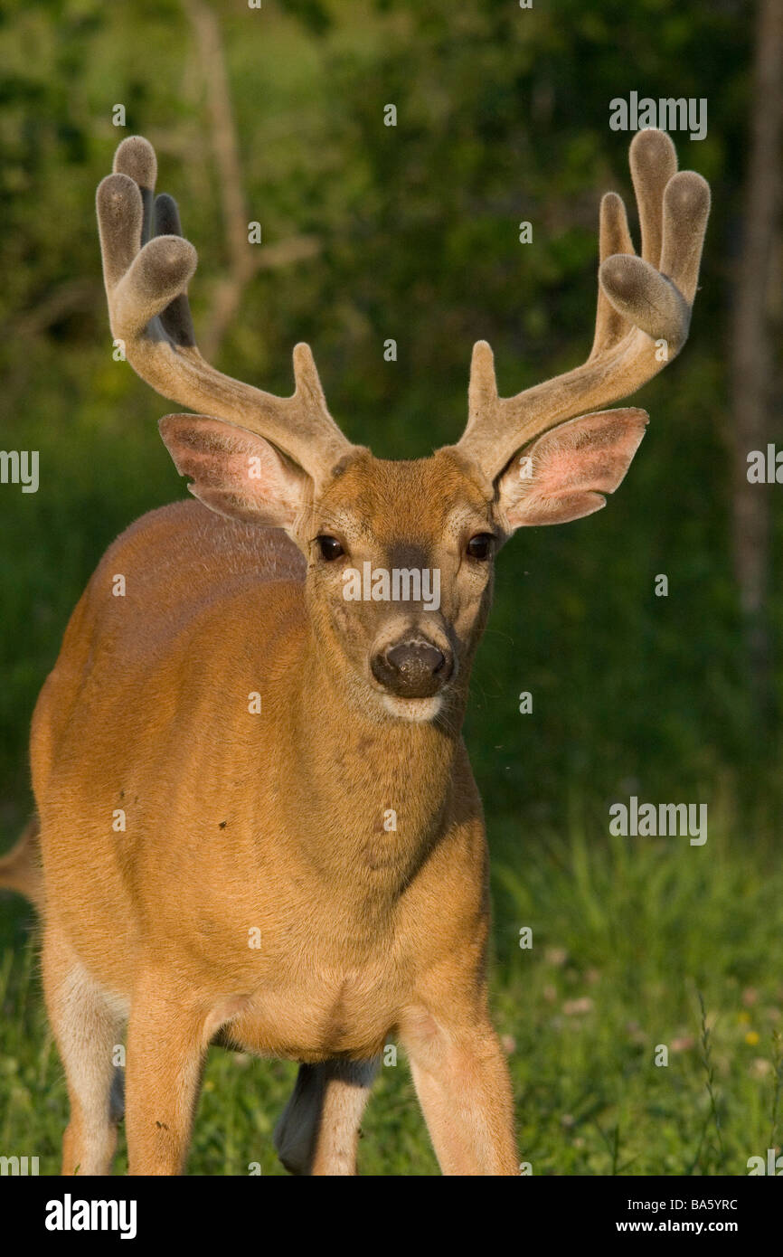 White-tailed buck up close Stock Photo - Alamy