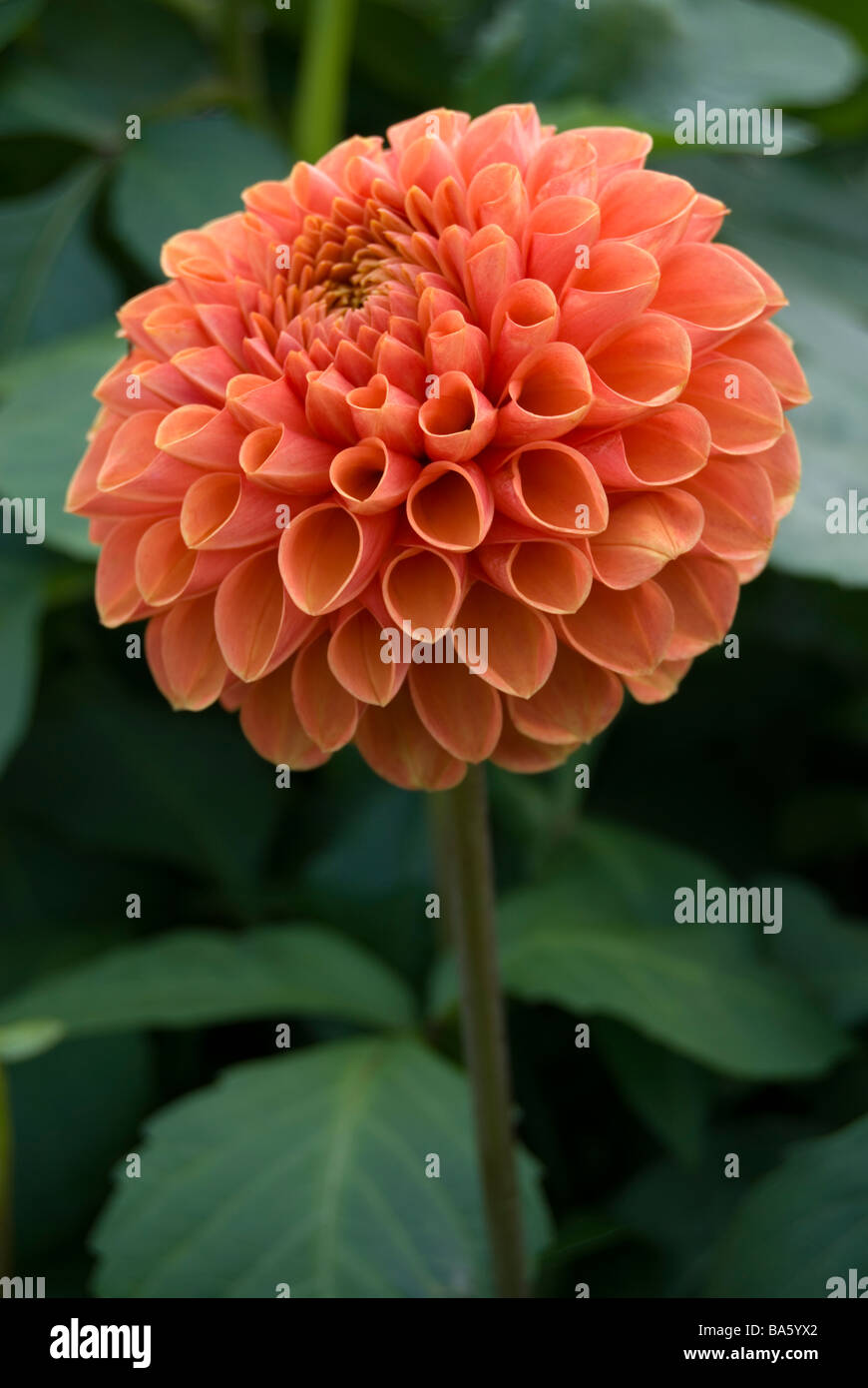 Charlie briggs hi-res stock photography and images - Alamy