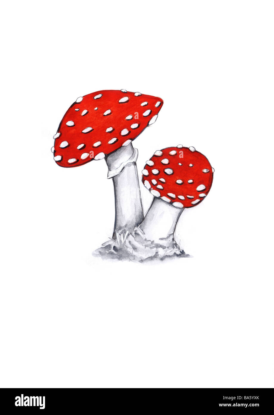 Illustration fly-fungi Amanita muscaria drawing watercolor plant ...