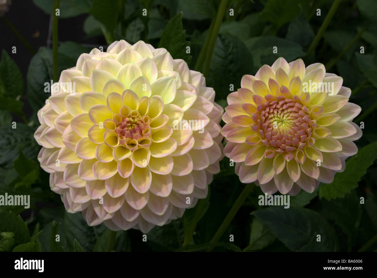 Jeanette carter hi-res stock photography and images - Alamy