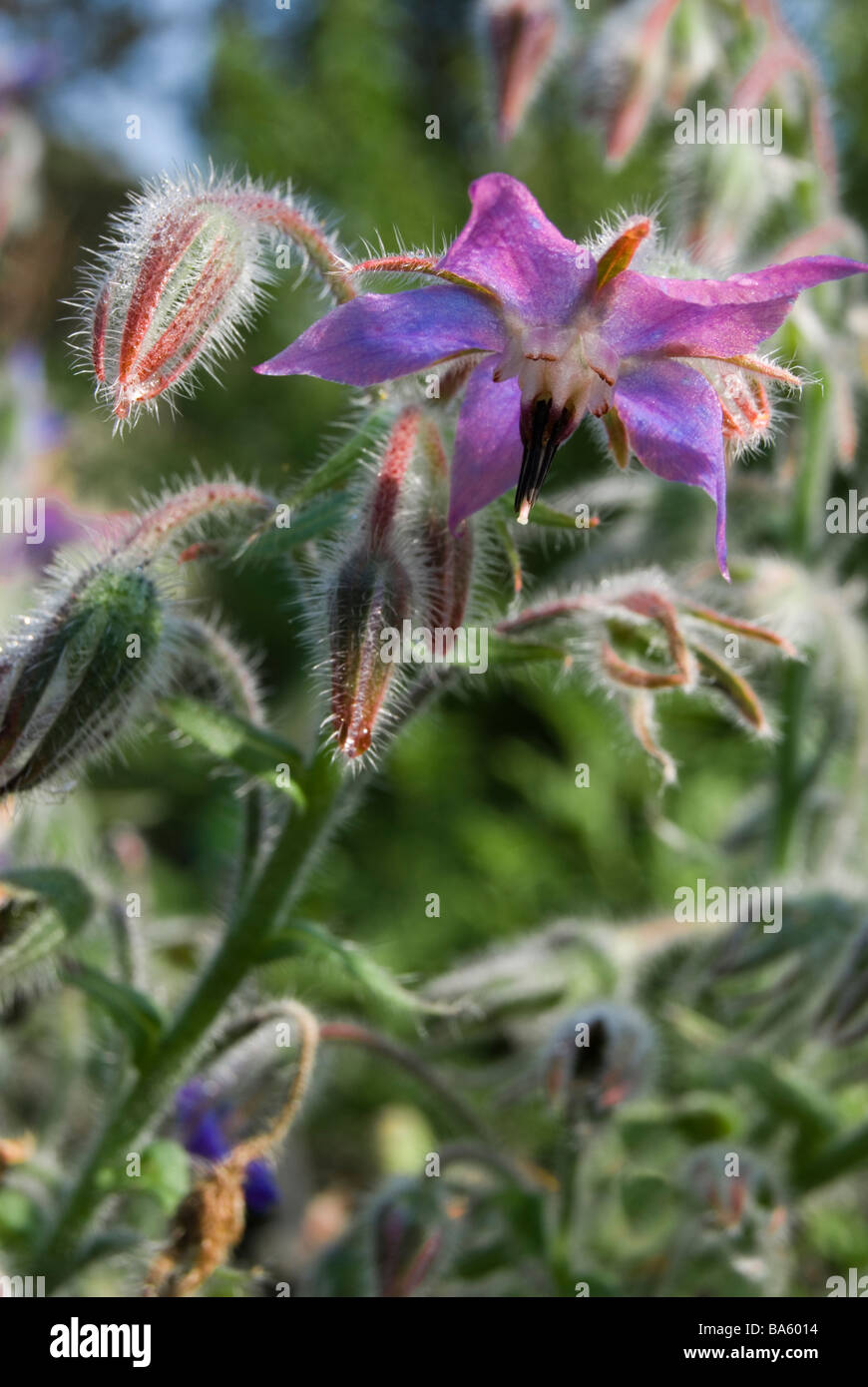 Borago officinalis, Borage Stock Photo - Alamy