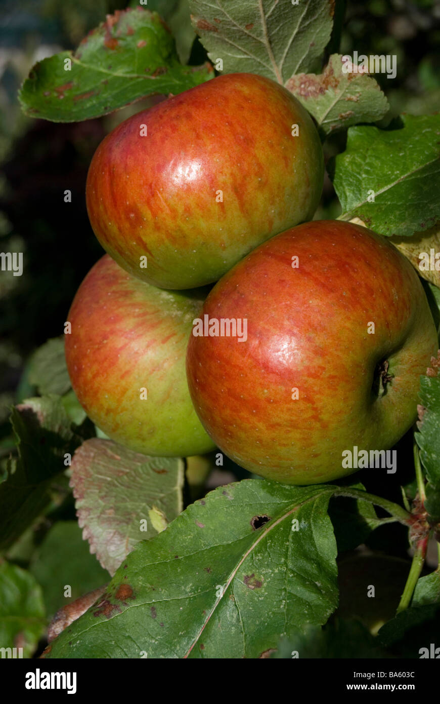 Manzana malus domestica hi-res stock photography and images - Alamy