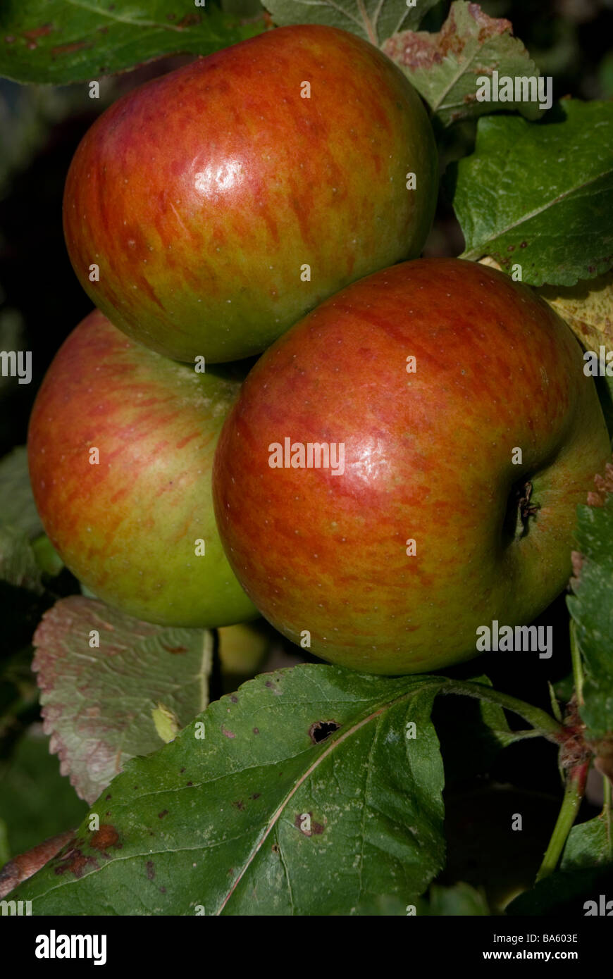 Manzana malus domestica hi-res stock photography and images - Alamy