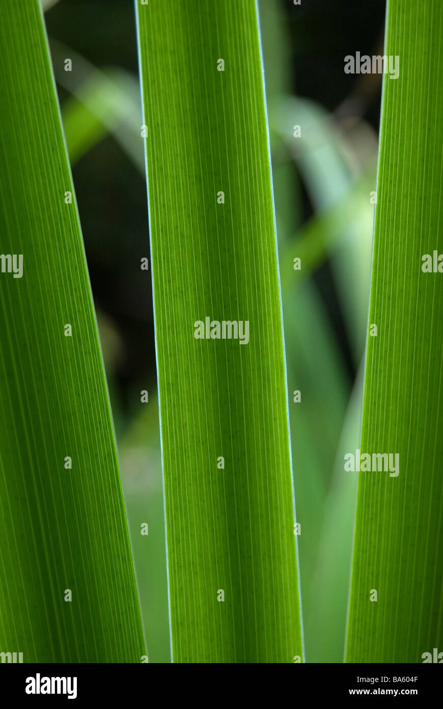 Iris leaves hi-res stock photography and images - Alamy