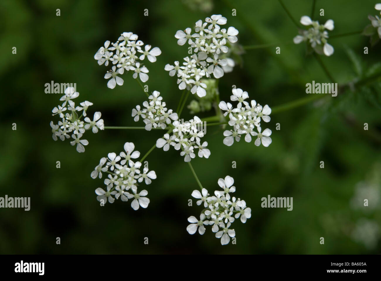 ANTHRISCUS SYLVESTRIS, Cow parsley Stock Photo - Alamy