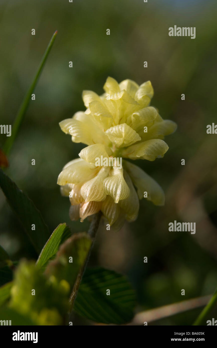 Hop Trefoil, Trifolium campestre Stock Photo - Alamy
